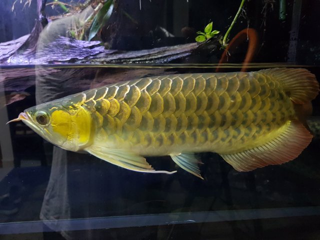 My new red aro | MonsterFishKeepers.com