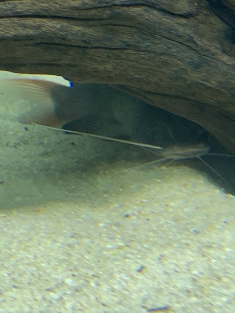 Asian red tail catfish | MonsterFishKeepers.com