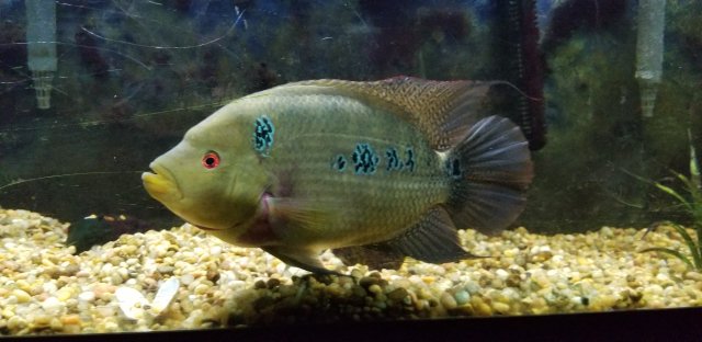 Trimacs Reloaded... | MonsterFishKeepers.com