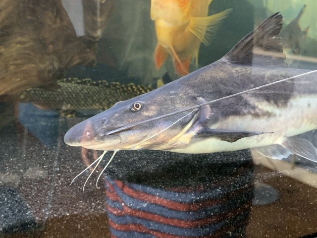 Piraiba catfish and Orante bichir | MonsterFishKeepers.com