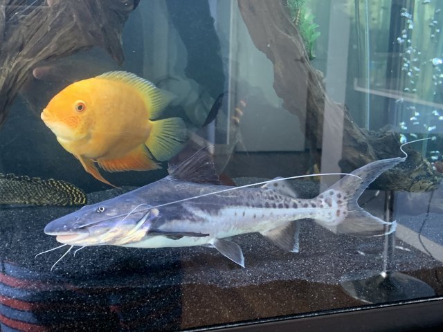 Piraiba catfish and Orante bichir | MonsterFishKeepers.com