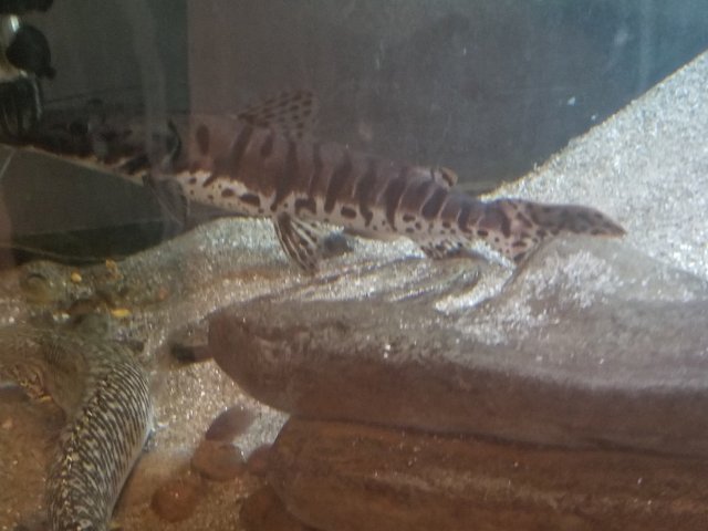 blueberry arowana, mono peacock bass ornate bichir, TSN catfish ...