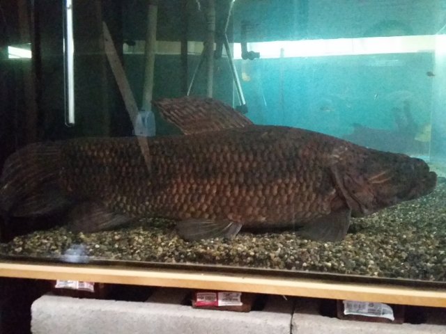 Aimara 2010 and 2019 | MonsterFishKeepers.com