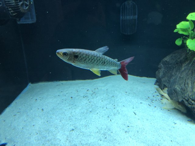 FS | (2) Pink Tailed Chalceus | $25 | P/U only Westminster 92683 ...