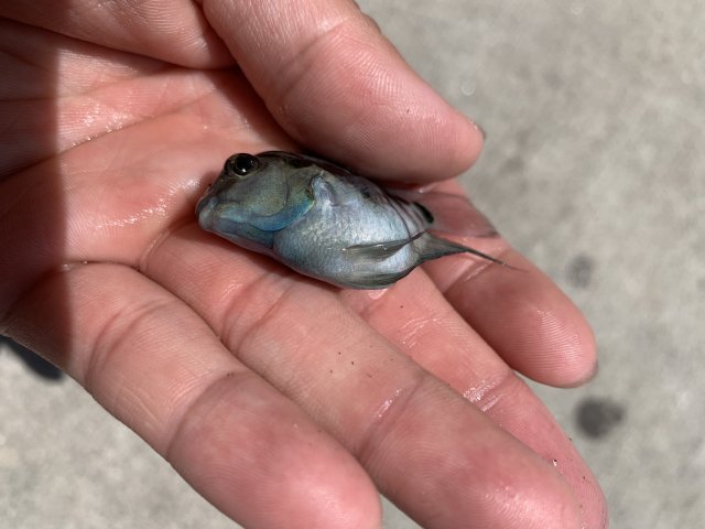 FS/ Polar Blue Zebra Parrot 1.5"-2" Garden Grove CA 92840 - $20 ...