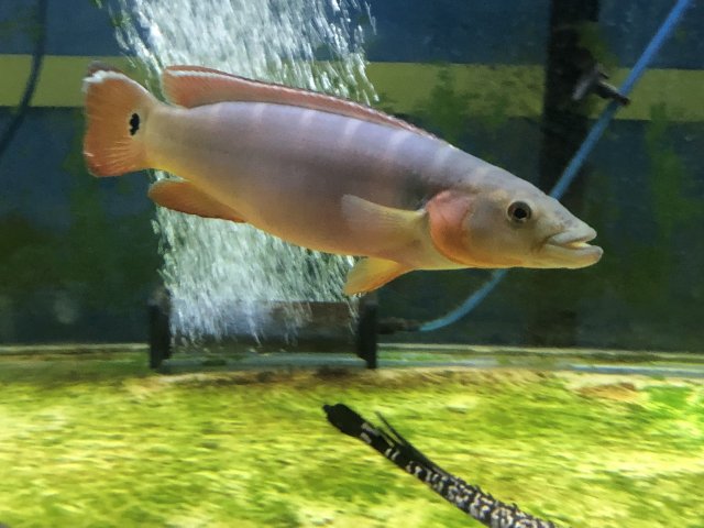Cobra red pike cichlid | MonsterFishKeepers.com