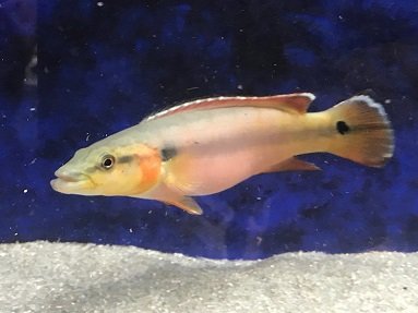 Cobra red pike cichlid | MonsterFishKeepers.com