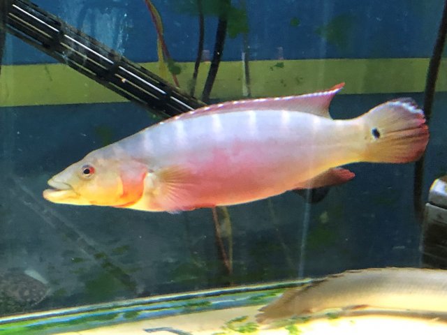 Cobra red pike cichlid | MonsterFishKeepers.com