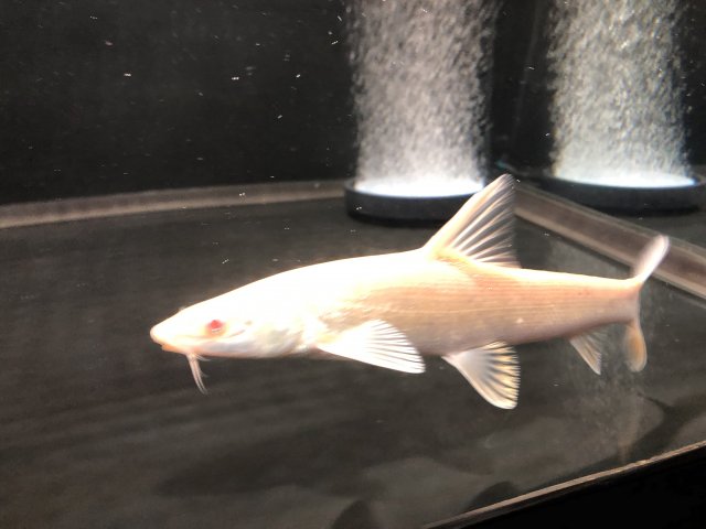 Aral barbel (Luciobarbus brachycephalus) | MonsterFishKeepers.com