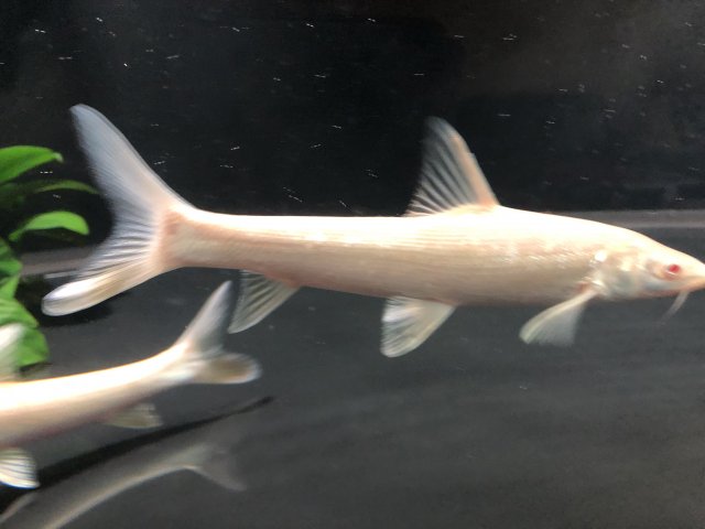 Aral barbel (Luciobarbus brachycephalus) | MonsterFishKeepers.com