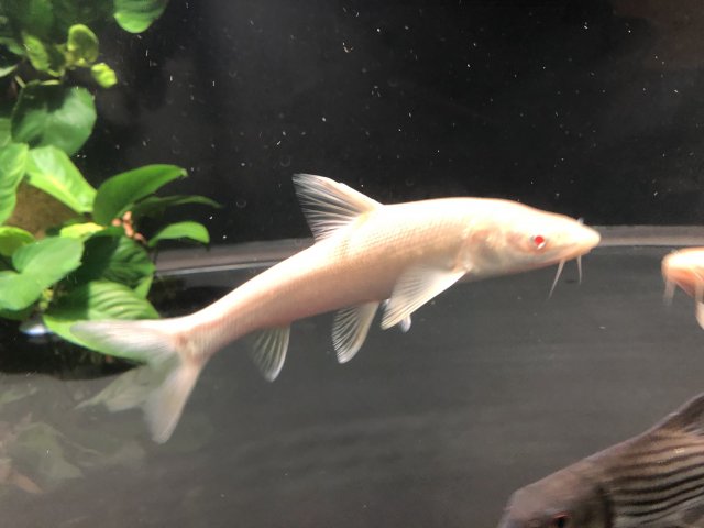 Aral barbel (Luciobarbus brachycephalus) | MonsterFishKeepers.com