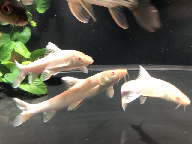 Aral barbel (Luciobarbus brachycephalus) | MonsterFishKeepers.com