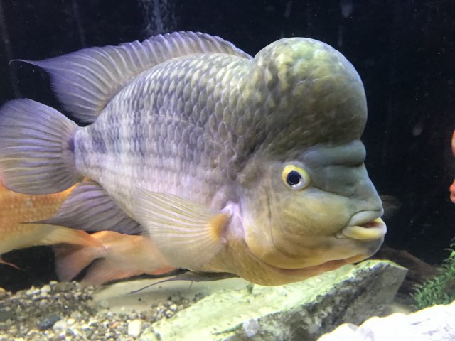 Most of my Amphilophus collection | MonsterFishKeepers.com