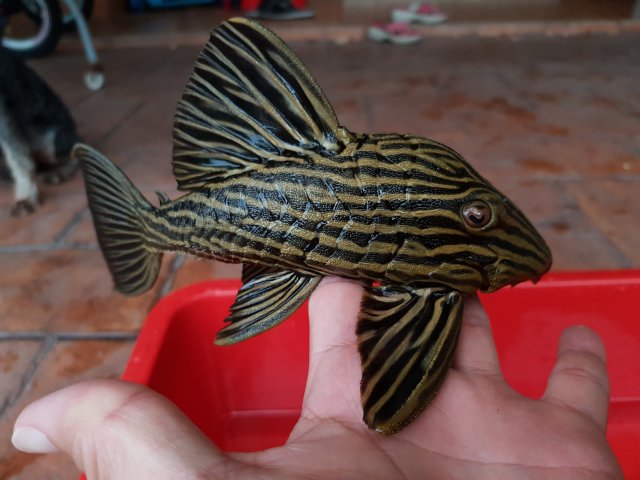 L27a,L27b,l27c royal? | MonsterFishKeepers.com