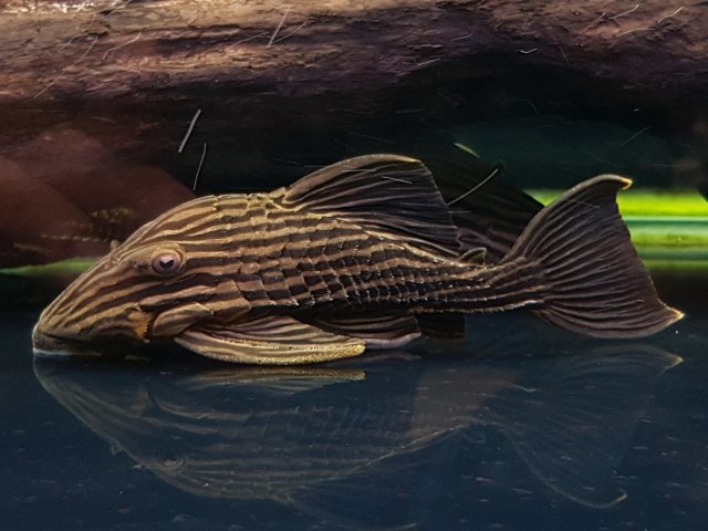 L27a,L27b,l27c royal? | MonsterFishKeepers.com