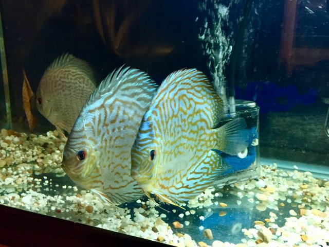 Large Discus | MonsterFishKeepers.com