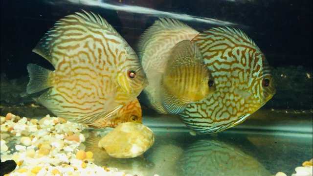 Large Discus | MonsterFishKeepers.com
