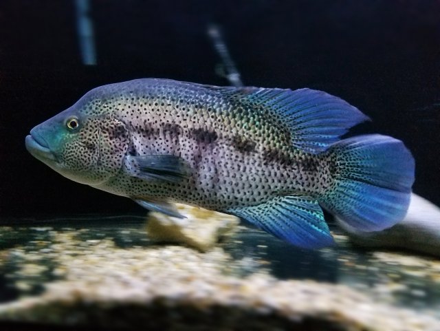 Dovii | MonsterFishKeepers.com