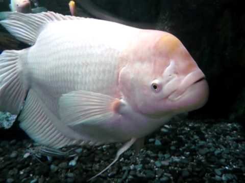 White Giant Gourami Fish