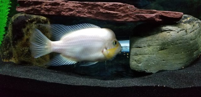 Top fin sand | MonsterFishKeepers.com