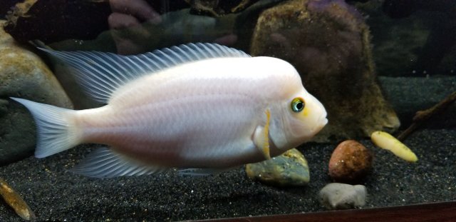 Top fin sand | MonsterFishKeepers.com