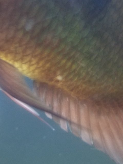 Fish "pimples?" | MonsterFishKeepers.com