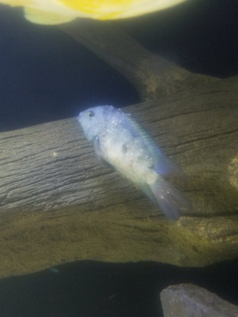 Fish "pimples?" | MonsterFishKeepers.com