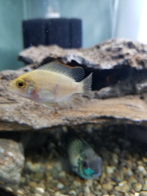 What is the difference between fader flowerhorn and gold base(golden ...