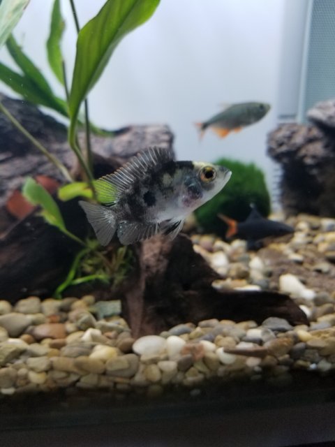 What is the difference between fader flowerhorn and gold base(golden ...