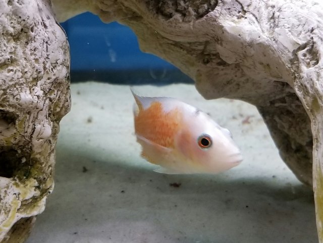 Red dovii | MonsterFishKeepers.com