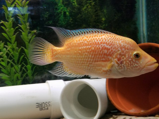 Red dovii | MonsterFishKeepers.com