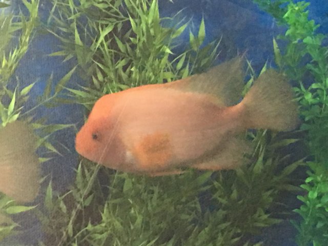 Female midas | MonsterFishKeepers.com