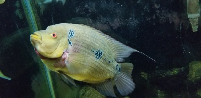 Trimacs Reloaded... | MonsterFishKeepers.com