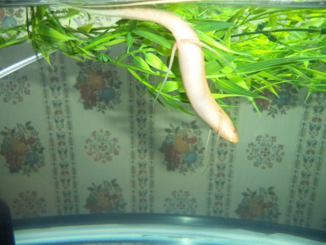 albino lungfish | MonsterFishKeepers.com