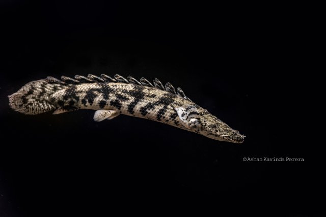 Some Moves Of My Newly Added Endlicheri Bichir | MonsterFishKeepers.com