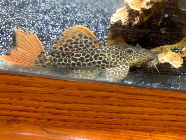 My new group | MonsterFishKeepers.com