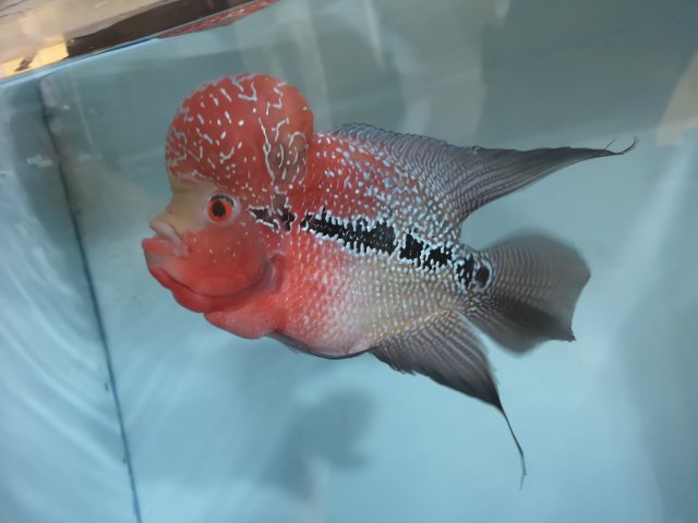 My 1 year old KZZ | MonsterFishKeepers.com