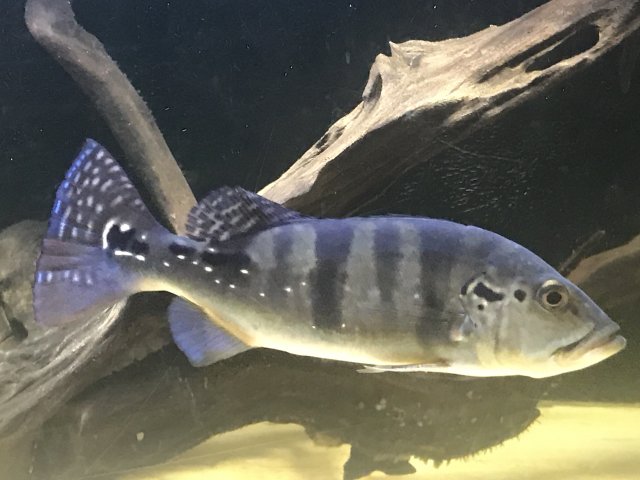 For Sale - Azul Peacock Bass 9" | MonsterFishKeepers.com