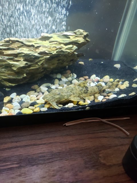 Goonch Catfish Aquarium