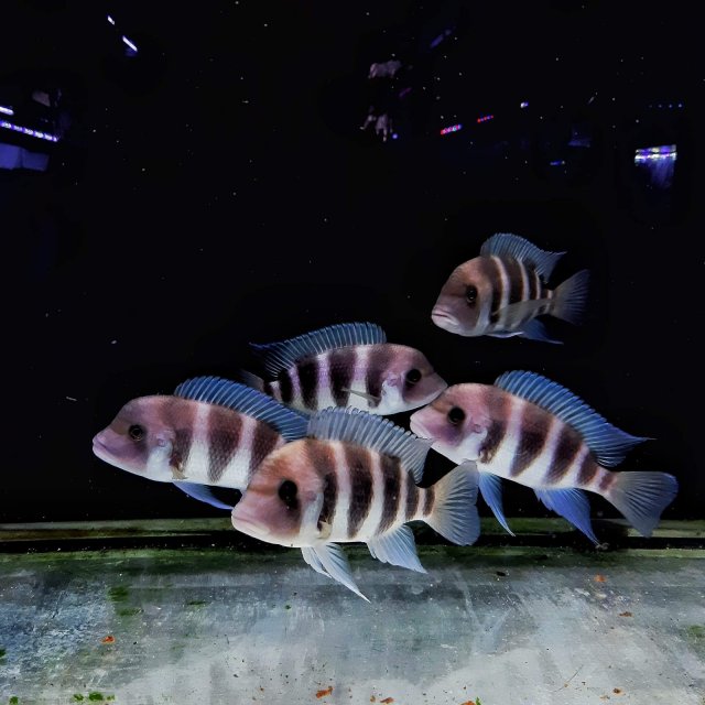 Breed of frontosa | MonsterFishKeepers.com