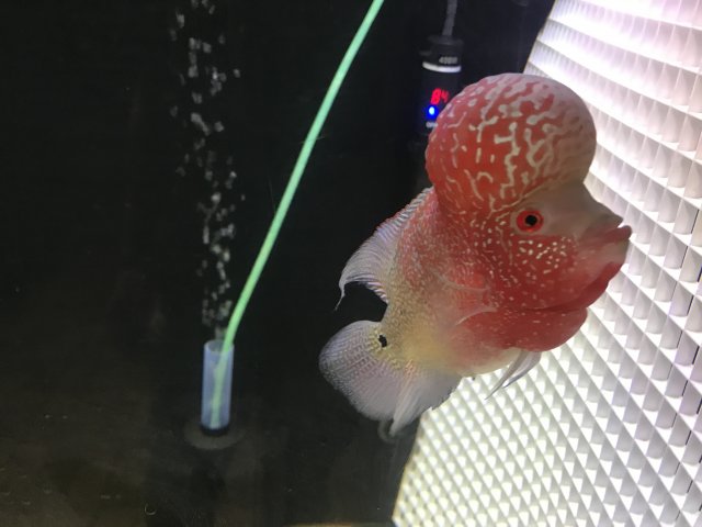 5inch Huge kok SRD flowerhorn for $150 | MonsterFishKeepers.com