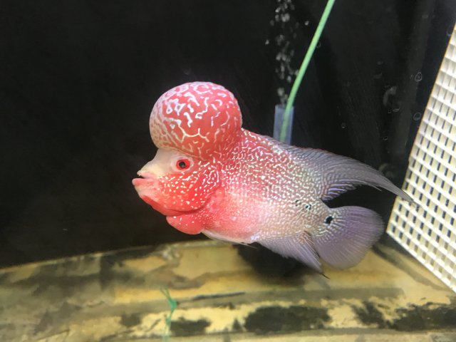 5inch Huge kok SRD flowerhorn for $150 | MonsterFishKeepers.com