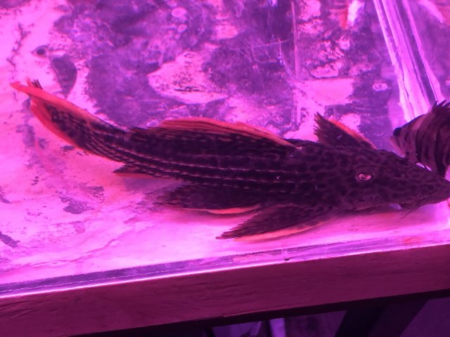 L25 L24 pleco | MonsterFishKeepers.com