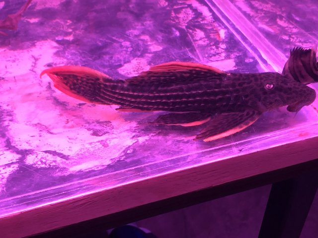 L25 L24 pleco | MonsterFishKeepers.com
