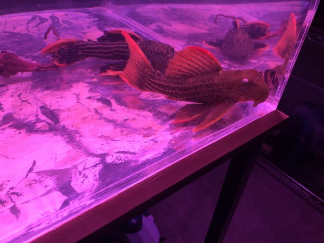 L25 L24 pleco | MonsterFishKeepers.com