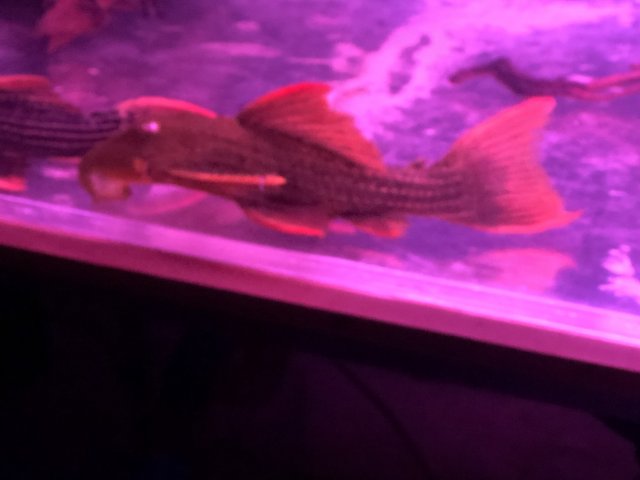 L25 L24 pleco | MonsterFishKeepers.com