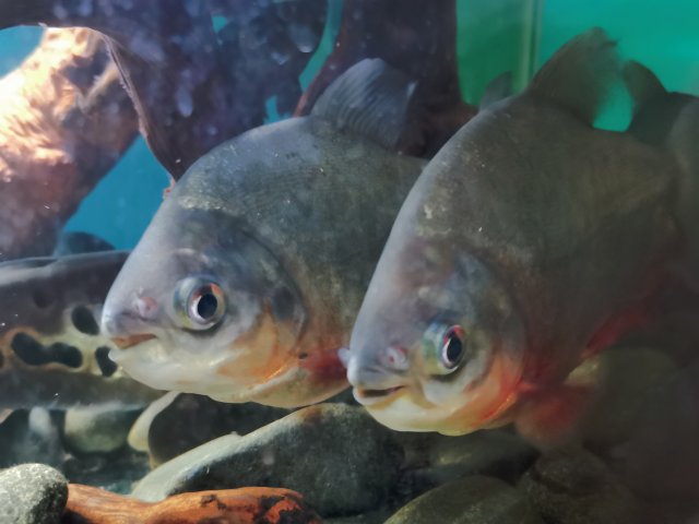 What do your pacus eat? | MonsterFishKeepers.com