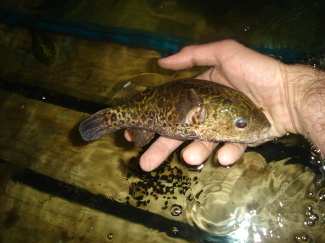 Freshwater Figure 8 Puffer Fish