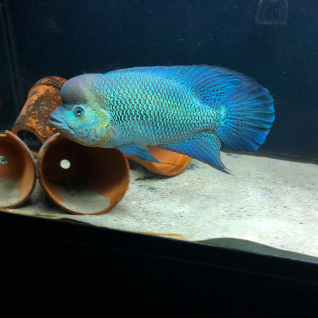 Umbee Cichlid