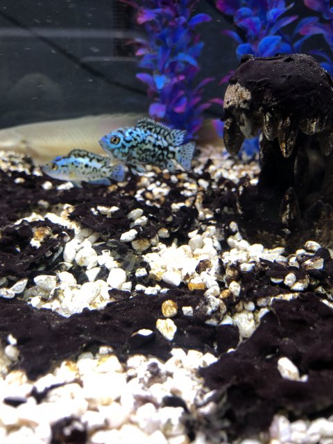 Ebjd | MonsterFishKeepers.com